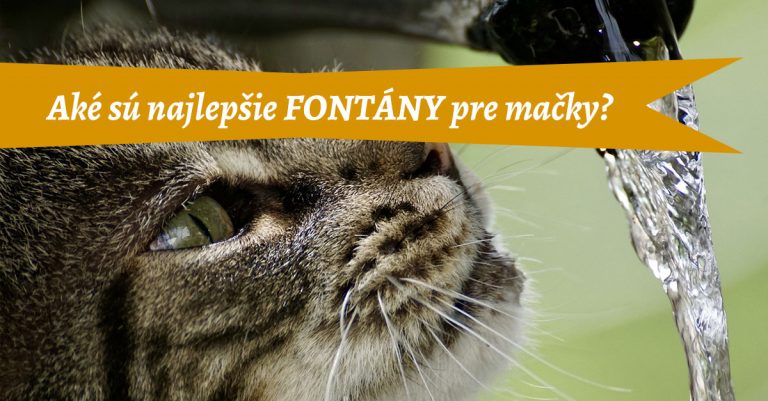 Najlepšie fontány pre mačky [year] & Ako ich vybrať (skúsenosti ...