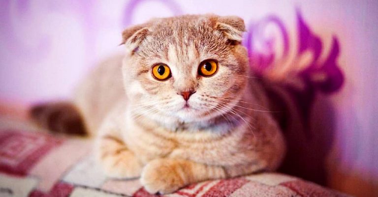 17 dôvodov, prečo si (ne)obstarať škótsku klapouchú mačku | Všetko-pre ...