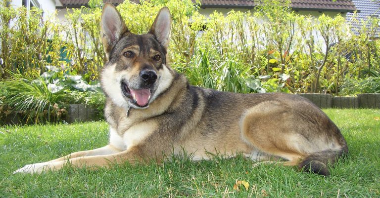 18 dôvodov, prečo si (ne)obstarať československého vlčiaka | Všetko-pre ...