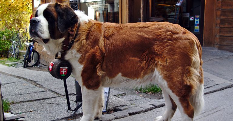 16 dôvodov, prečo si (ne)obstarať bernardína | Všetko-pre-zvieratá.sk