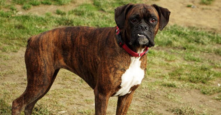 15 dôvodov, prečo si (ne)obstarať nemeckého boxera | Všetko-pre-zvieratá.sk