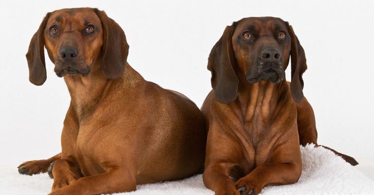 16 dôvodov, prečo si (ne)obstarať bavorského farbiara | Všetko-pre ...