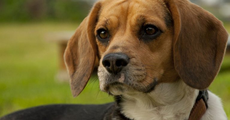 15 dôvodov, prečo si (ne)obstarať bígla | Všetko-pre-zvieratá.sk